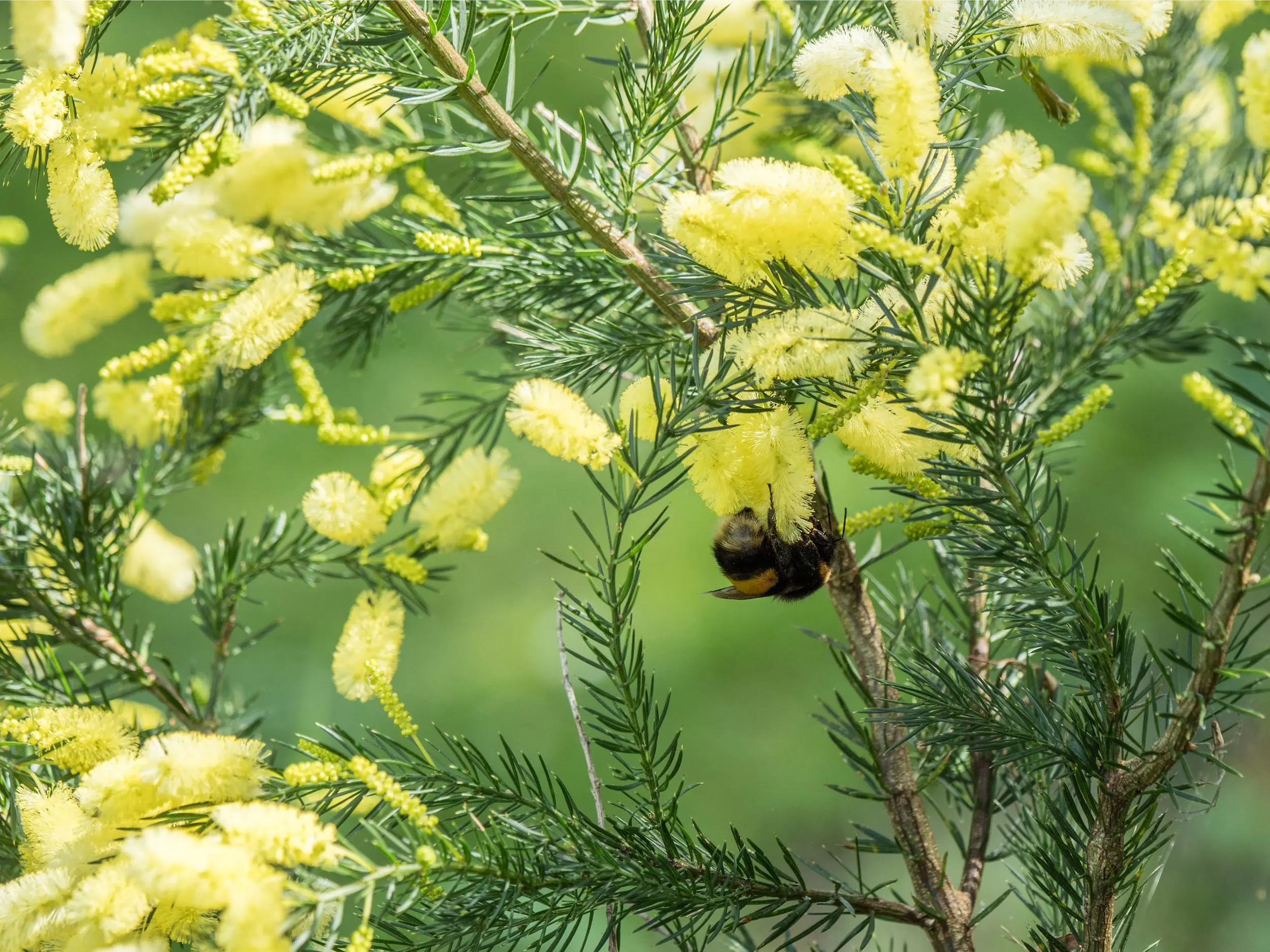 The National Garden Scheme: Open Garden - Cookscroft, Earnley | Sussex ...
