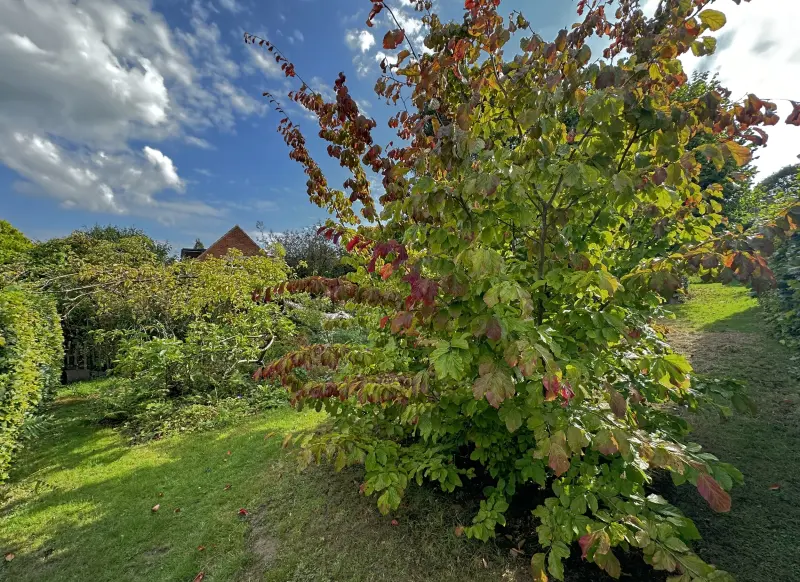 Berlas, Midhurst Open Garden | Sussex Local