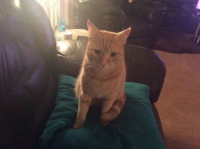 How We Helped Find Lucas The Cat | Sussex Local