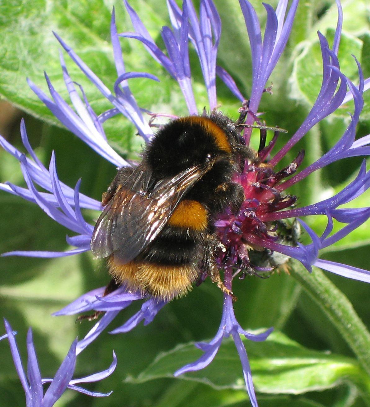 Huge Habitat For Bees With More Than 66 Hectares Of Wildflower Habitat ...