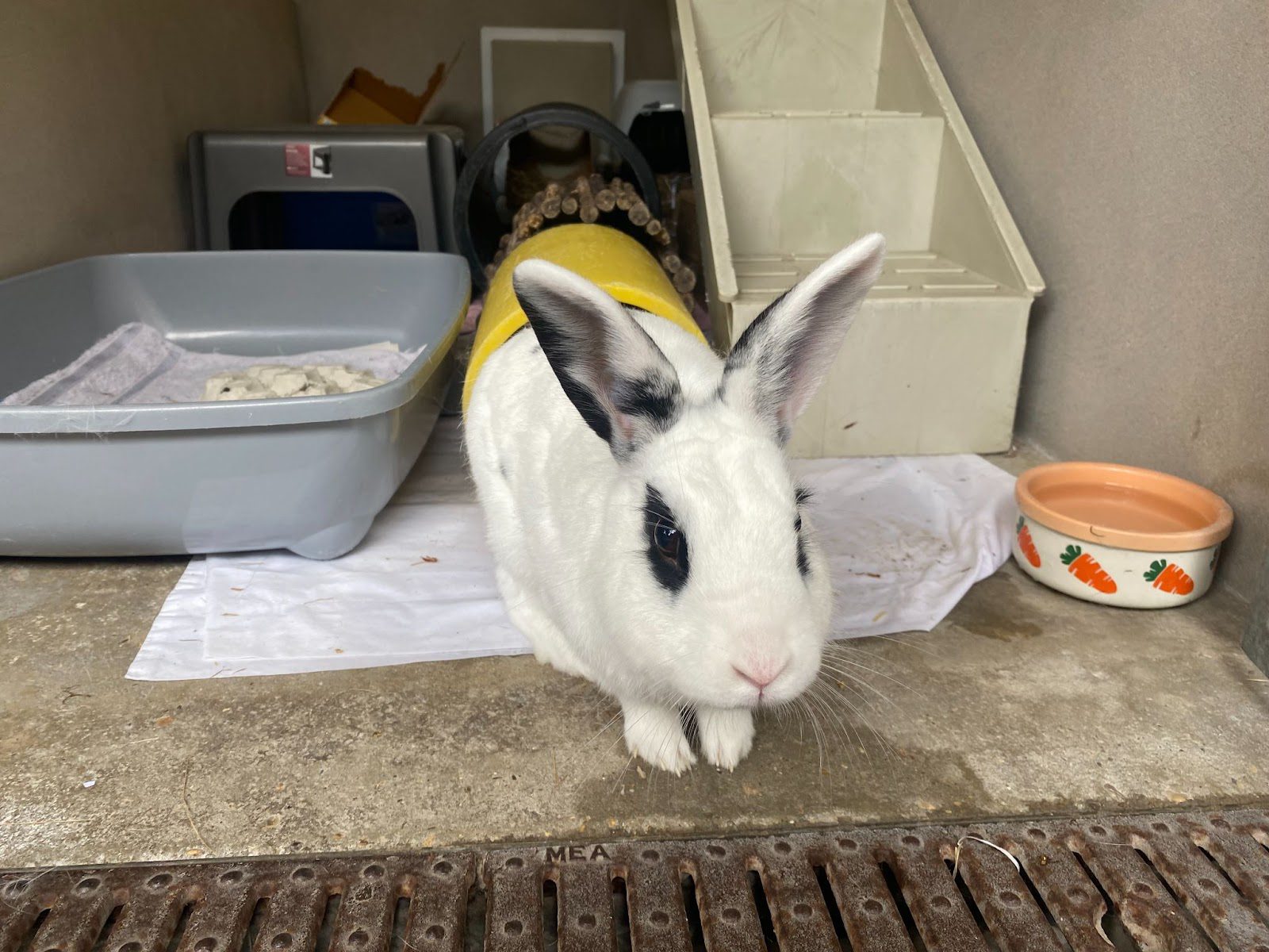 RSPCA Adoption Plea For Long Stay Rabbit | Sussex Local