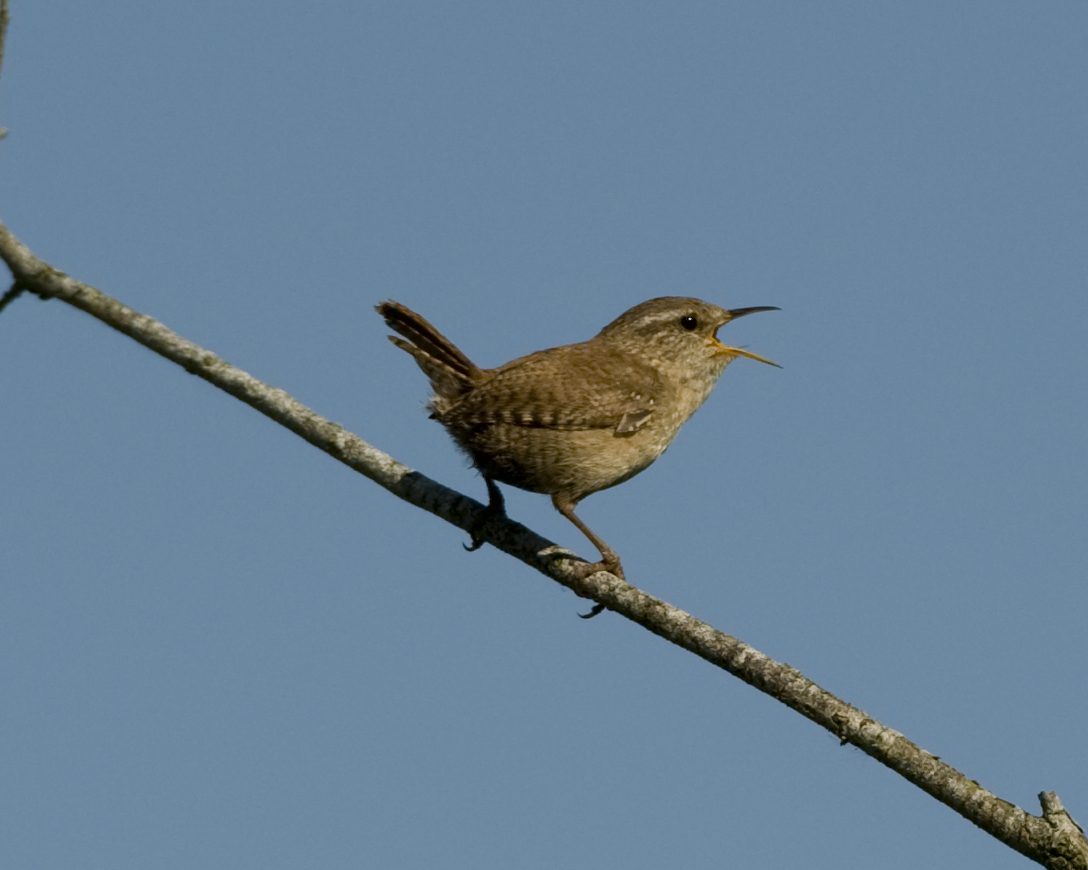 Birding For Absolute Beginners At RSPB Pulborough Brooks | Sussex Local