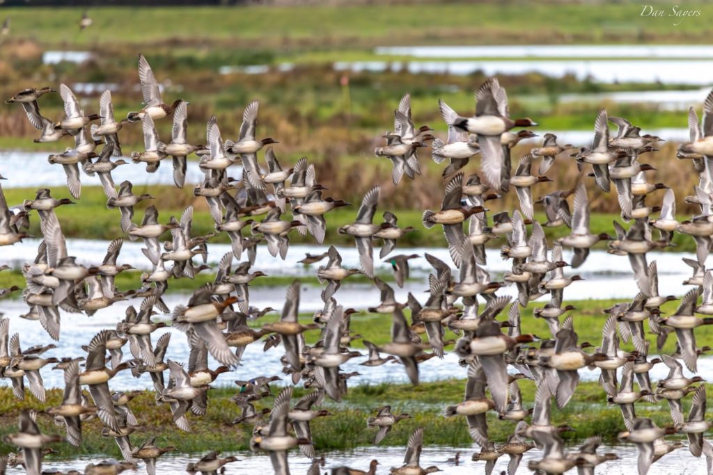 Dawn Of The Ducks | Sussex Local
